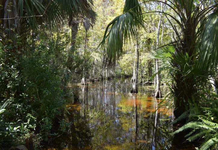 SCCF advocates for ‘Green Heart of Everglades’ project - SANIBEL ...